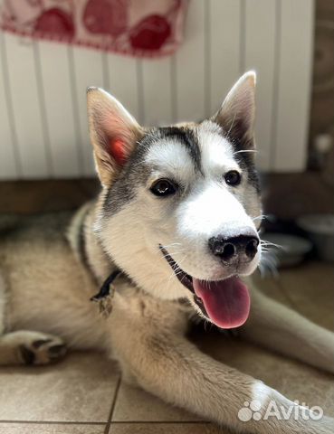 Хаски в добрые руки бесплатно