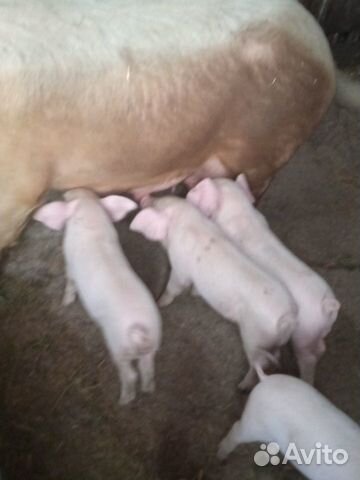 Продаются поросята ландшафт+дюрок