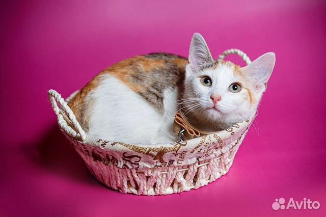 Котенок в дар трёхцветная девочка