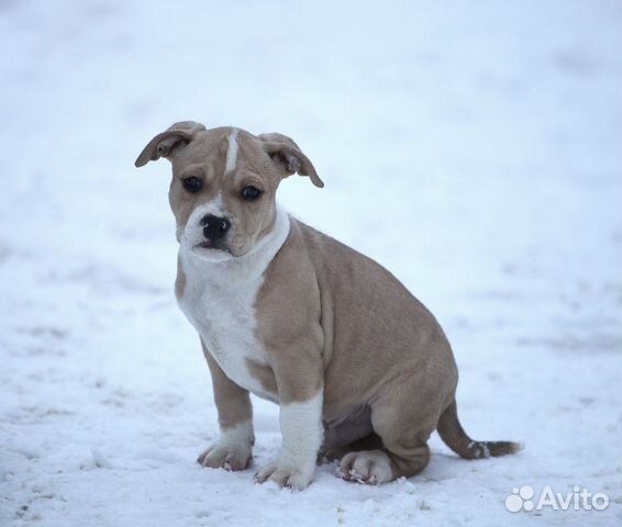 Палевый мальчик 2 мес