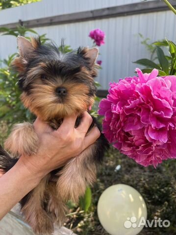 Йоркширский терьер