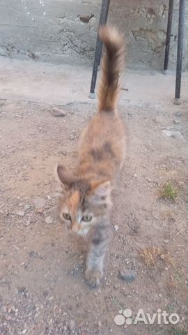 Отдадим кошечку в добрые руки. Ловит мышей