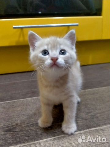 Котенок необычный в добрые руки