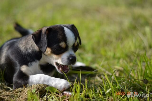 Эффектный мальчик чихуахуа, подросток, докум