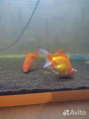 Аквариумные рыбки золотые