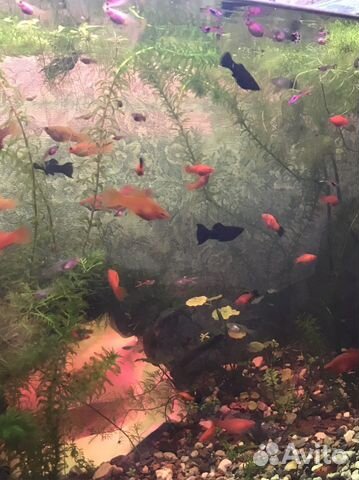 Аквариумные рыбки и растения
