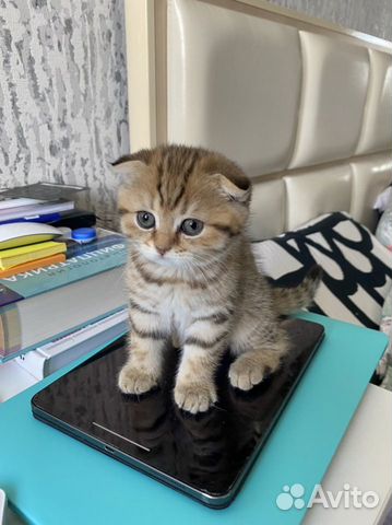 Шотландский вислоухий котёнок