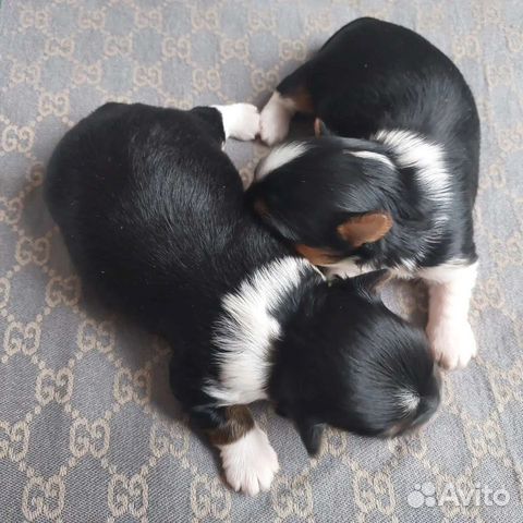 Щенки бивер йорка