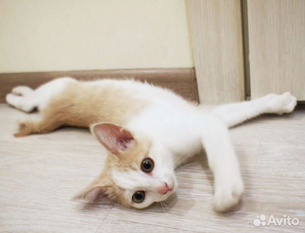 Котенок по имени Цитрус.,3 месяца