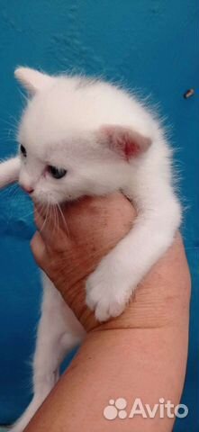 Кошки в добрые руки