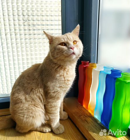 Ищет дом рыжий котик