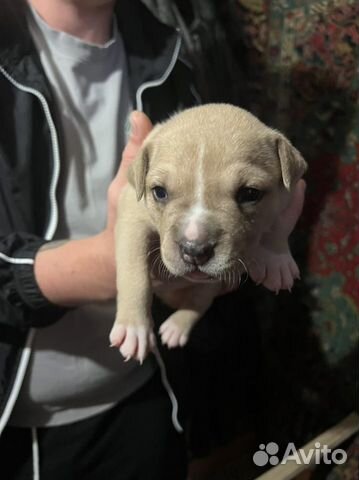 Щенок стаффорда. Мальчик