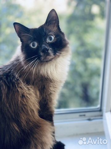 Ласковый и очень добрый котик ждёт семью