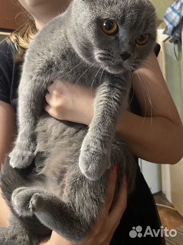 Шотландская