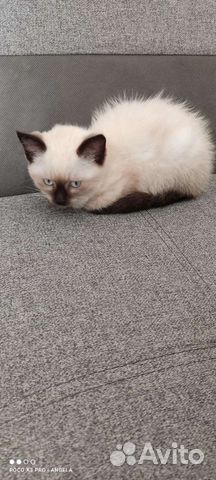 Кошка в дар бесплатно