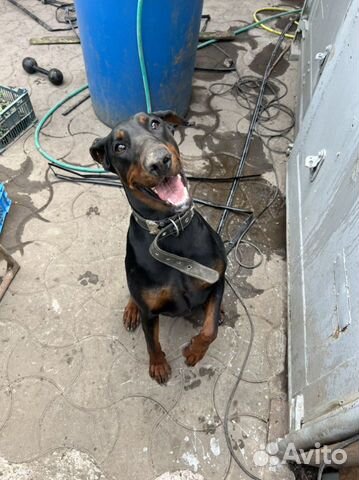 Щенки добермана