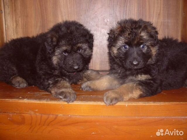 Пушистые щенки-мишки -длинношерстных немец овчарок