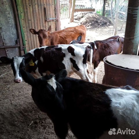 Бычки, телочки