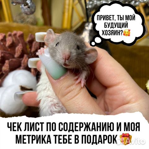 Крысы, крысята, крыса. Питомник