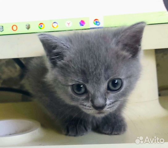 Серая девочка от британской кошки 1,5 мес