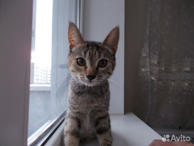 Котенок домашний в добрые руки