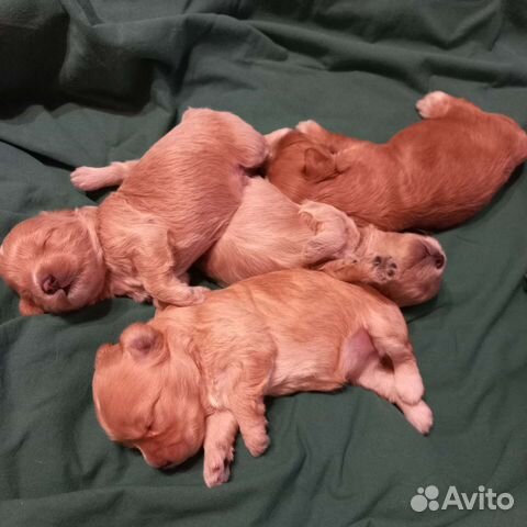 Мальтипу f1 mini