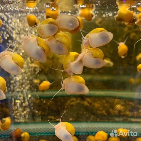 Улитки ампулярии бесплатно