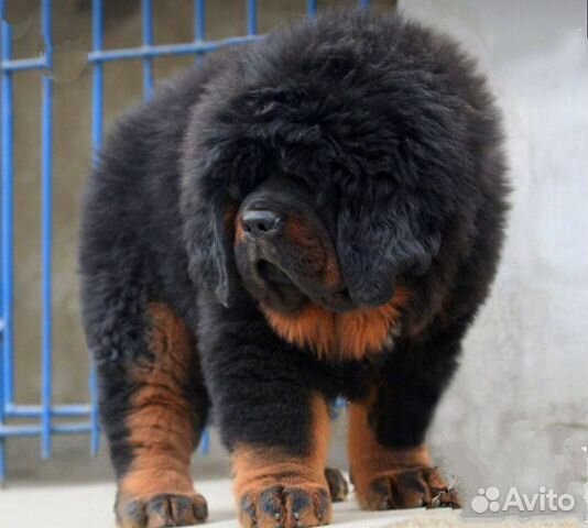 Тибетский лев