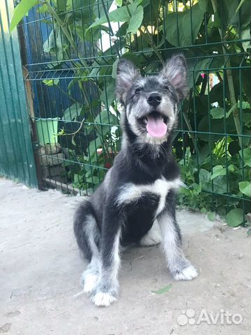 Щенок подрощенный девочка