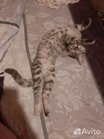Котёнок, прекрасная принцесса, 3,5 мес