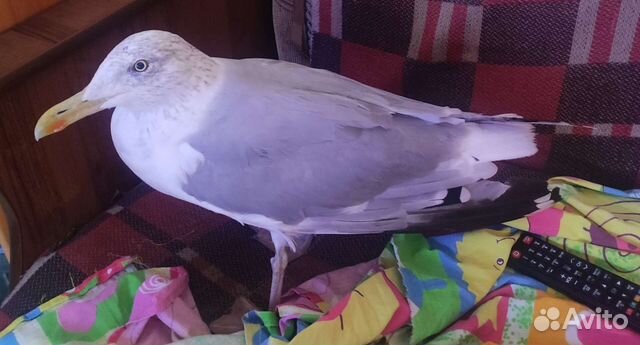 Отдам чайку