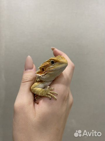 Бородатая агама самка