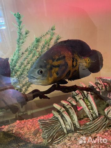 Рыба астронотус отдам