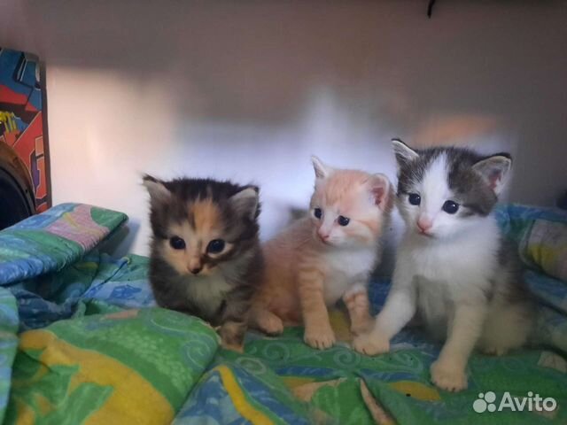 Котята в добрые руки