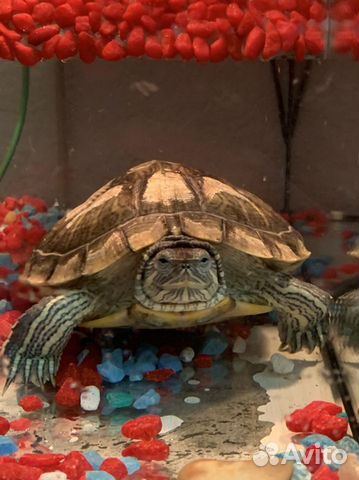 Красноухая черепаха