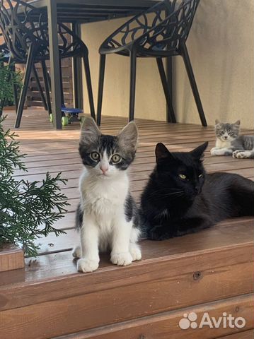 Отдам Котят в добрые руки