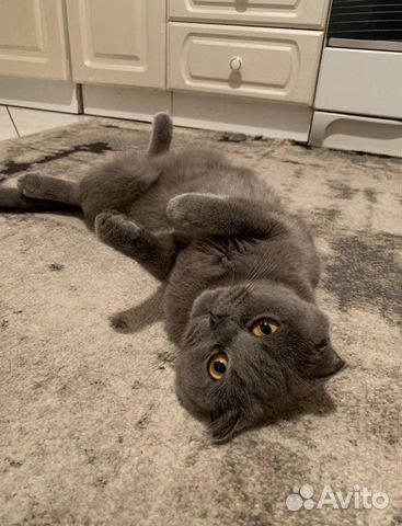 Домашние кошки