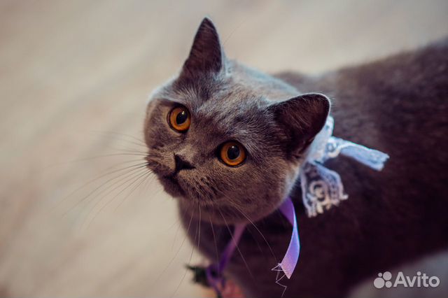 Отдаю британскую кошку со всеми аксессуарами