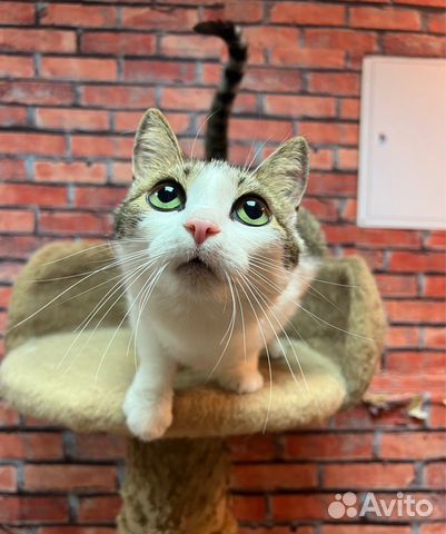 Кошечка Тося 4 года ищет свою семью