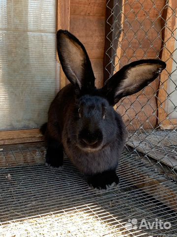 Рабочий самец,породы-немецкий строкач