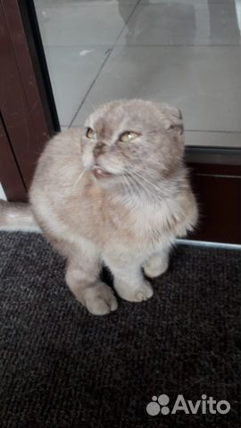 Вислоухий кот