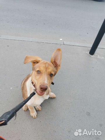 Щенок бесплатно