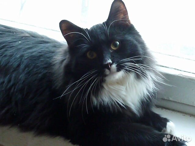 Котик хочет домой