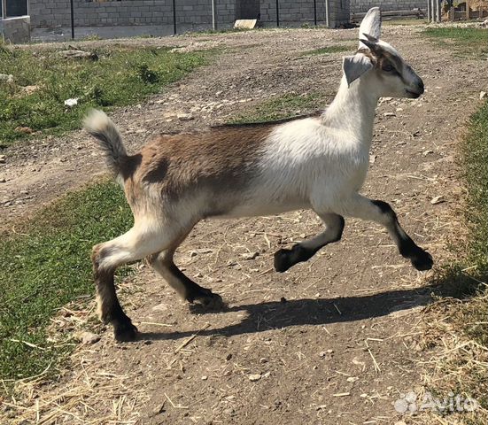 Альпо-нубийские козочки