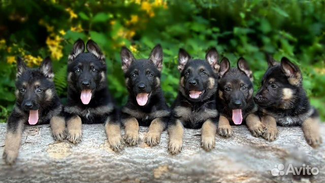 Щенки- подростки немецких овчарок -около 3 месяцев