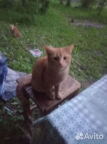 Кот 11 месяцев, отдам в добрые