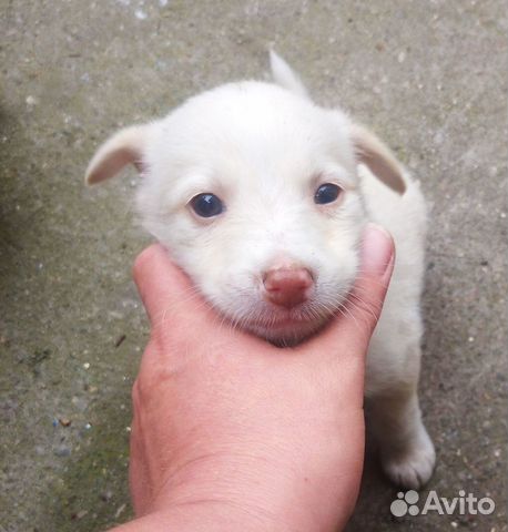 Щенки-тихони в добрые руки