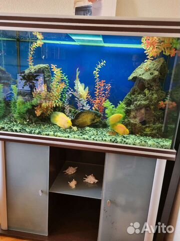 Аквариум с тумбой 500 литров