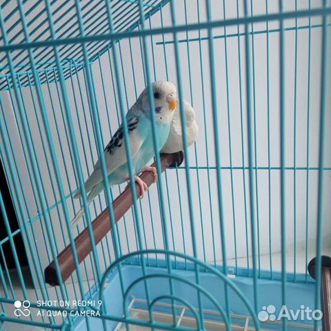Волнистый попугай самка