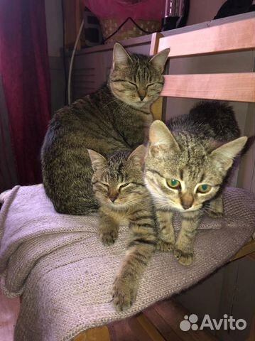 Таббики в ответственную семью